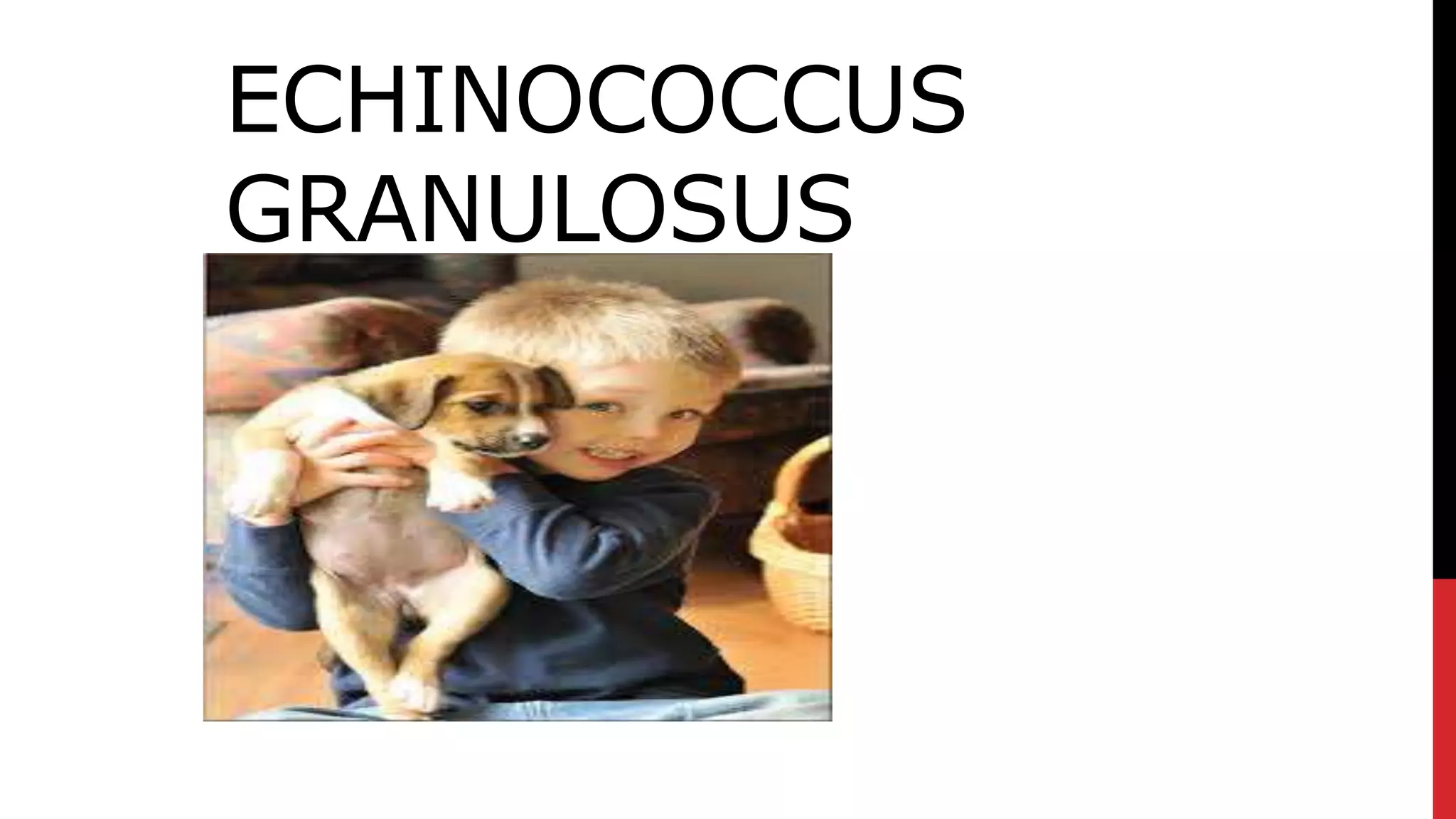 Echinococcus granulosus | PPTX