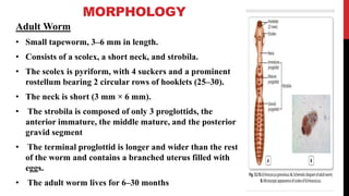 Echinococcus granulosus | PPTX