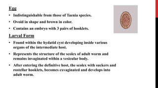 Echinococcus granulosus | PPTX