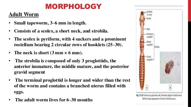 Echinococcus Multilocularis Morphology Echinococcus Multilocularis: