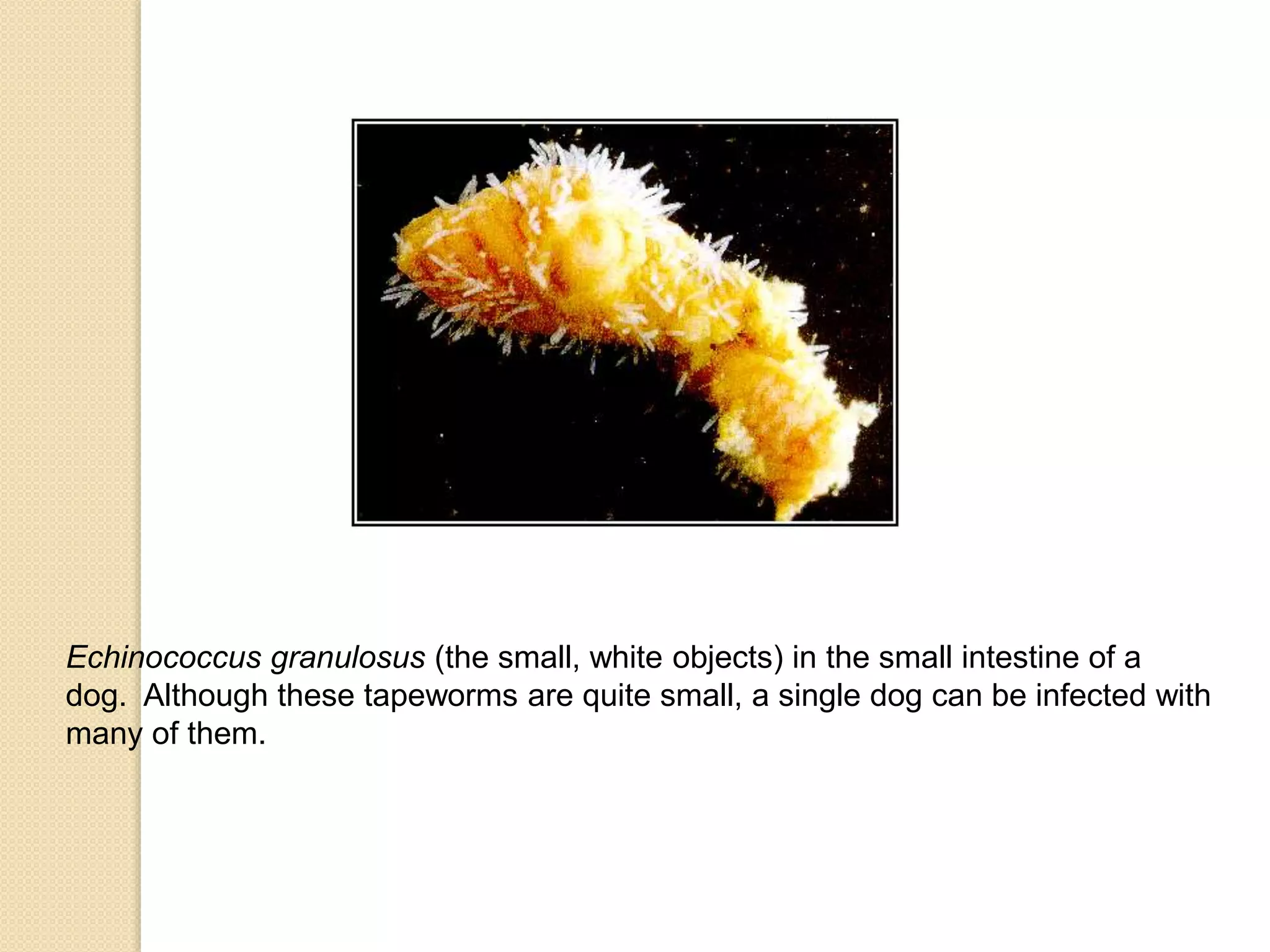 Echinococcus granulosus | PPTX
