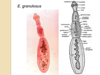 Echinococcus granulosus | PPTX | Lung and Respiratory Health | Diseases and Conditions