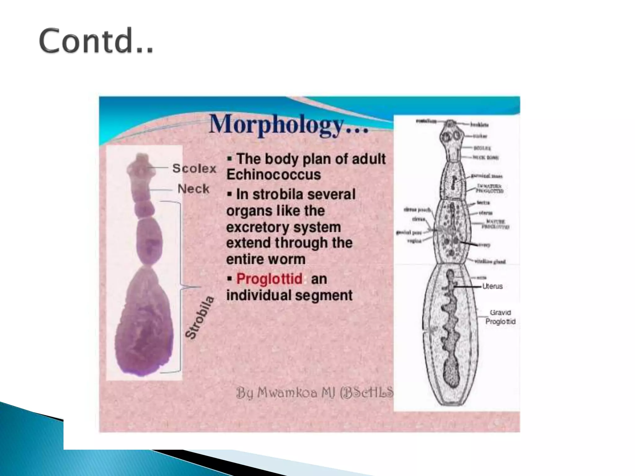 Echinococcus granulosus | PPTX