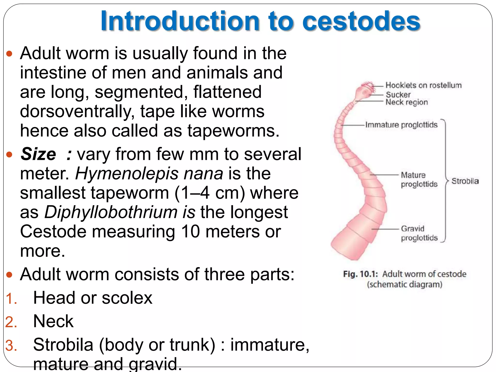 Echinococcus granulosus | PPTX
