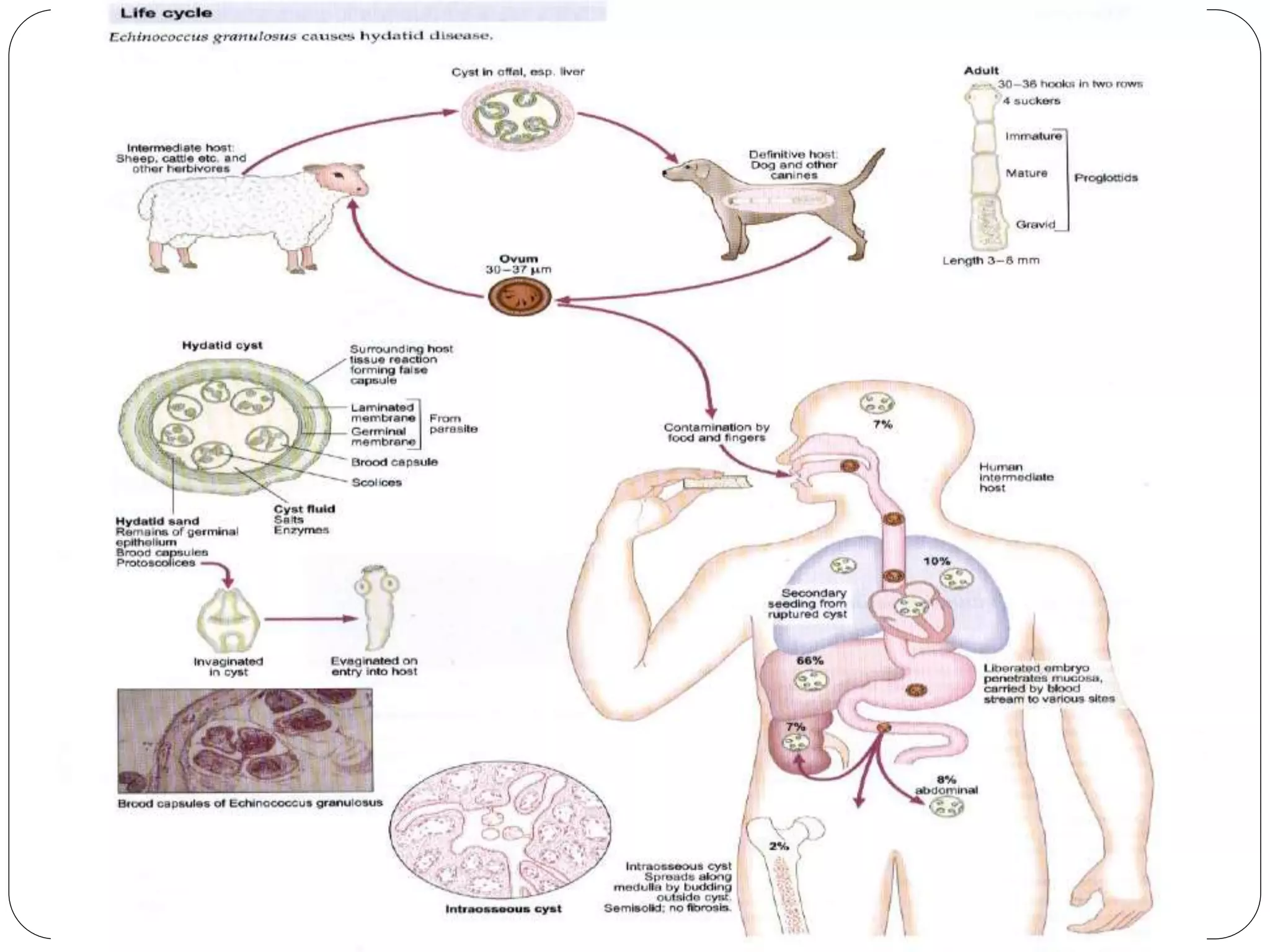 Echinococcus granulosus | PPTX