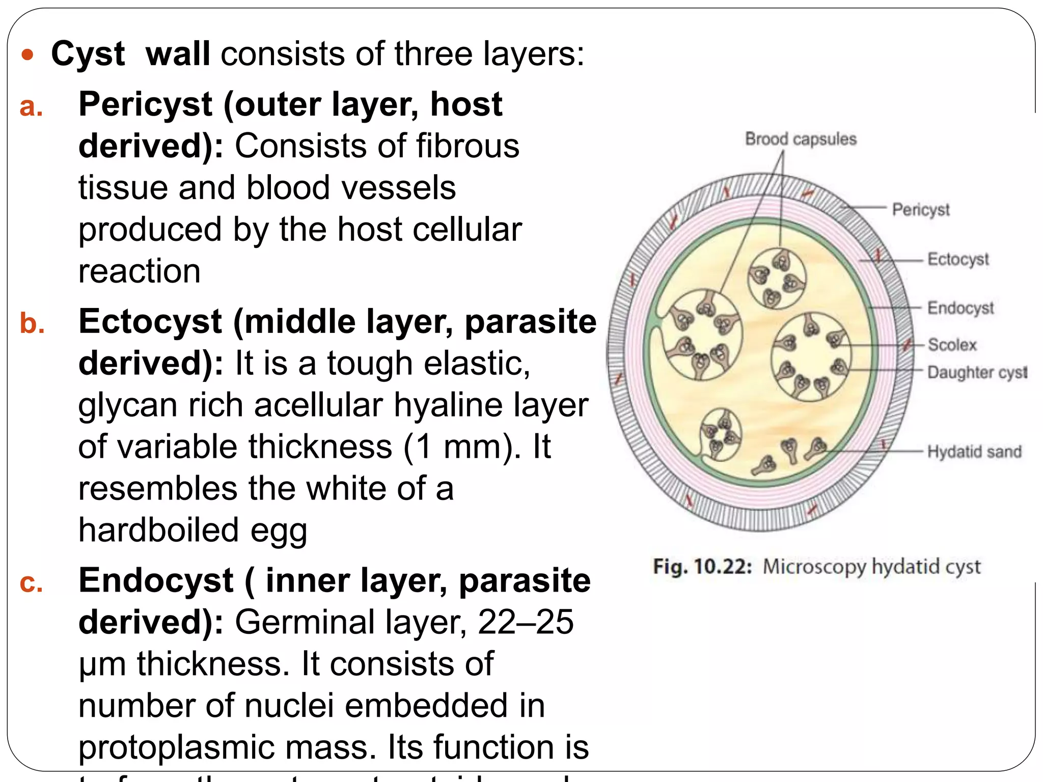 Echinococcus granulosus | PPTX