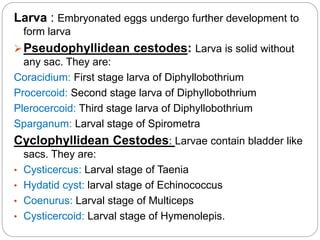 Echinococcus granulosus | PPTX | Reptiles | Pets