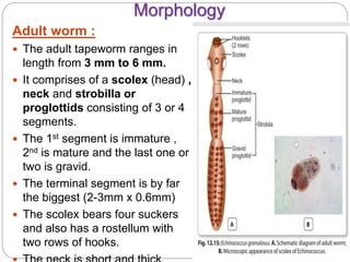 Echinococcus Granulosus Slide
