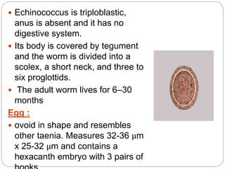 Echinococcus Granulosus Egg
