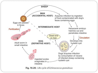 Echinococcus Life Cycle