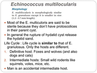 Echinococcus Multilocularis Morphology