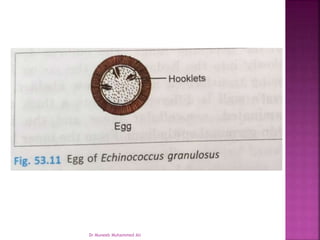 Echinococcus granulosus | PPTX