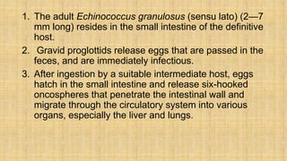 Echinococcus granulosus - ANAND GURMAITA | PPTX