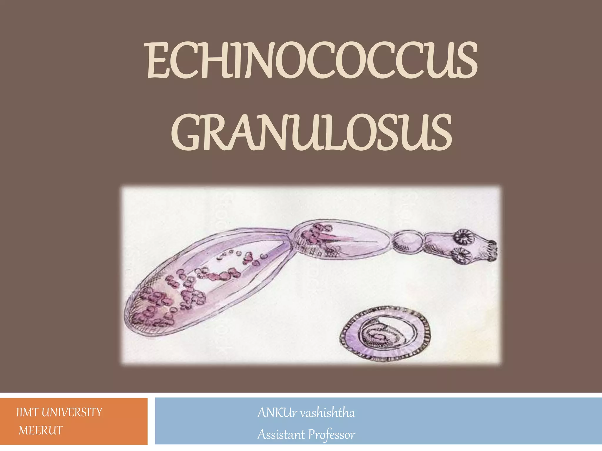 Echinococcus granulosus | PPTX