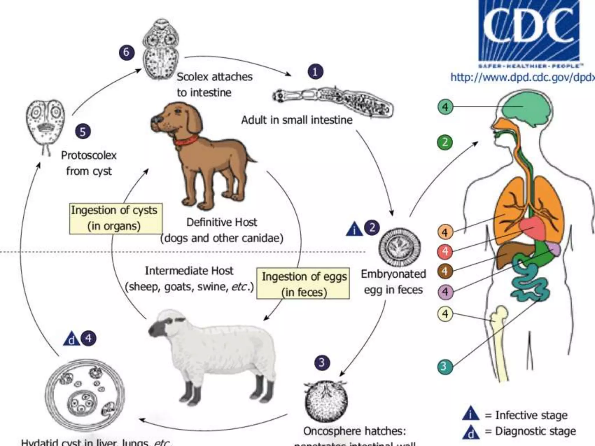 Echinococcus granulosus | PPTX