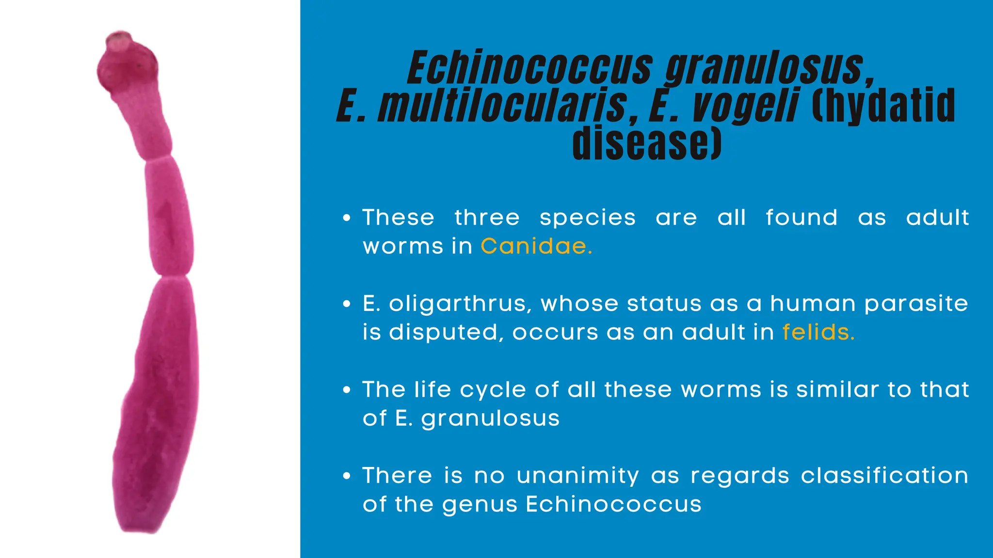 ECHINOCOCCUS GRANULOSUS.pdf