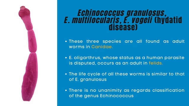 ECHINOCOCCUS GRANULOSUS.pdf