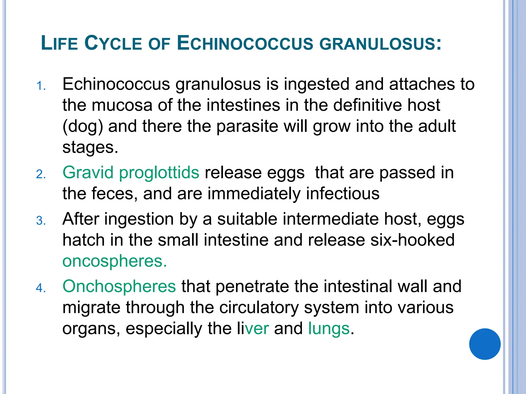Echinococcus granulosus ( hydatid worm).pptx