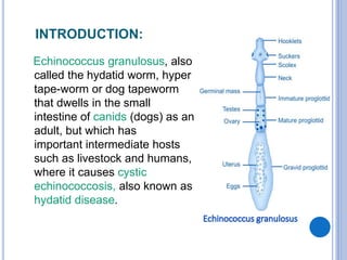 Echinococcus granulosus ( hydatid worm).pptx