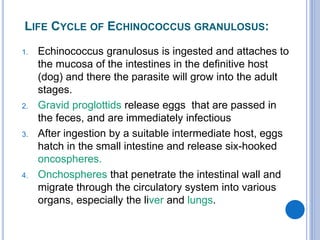 Echinococcus granulosus ( hydatid worm).pptx