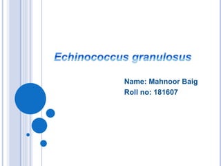 Echinococcus granulosus ( hydatid worm).pptx