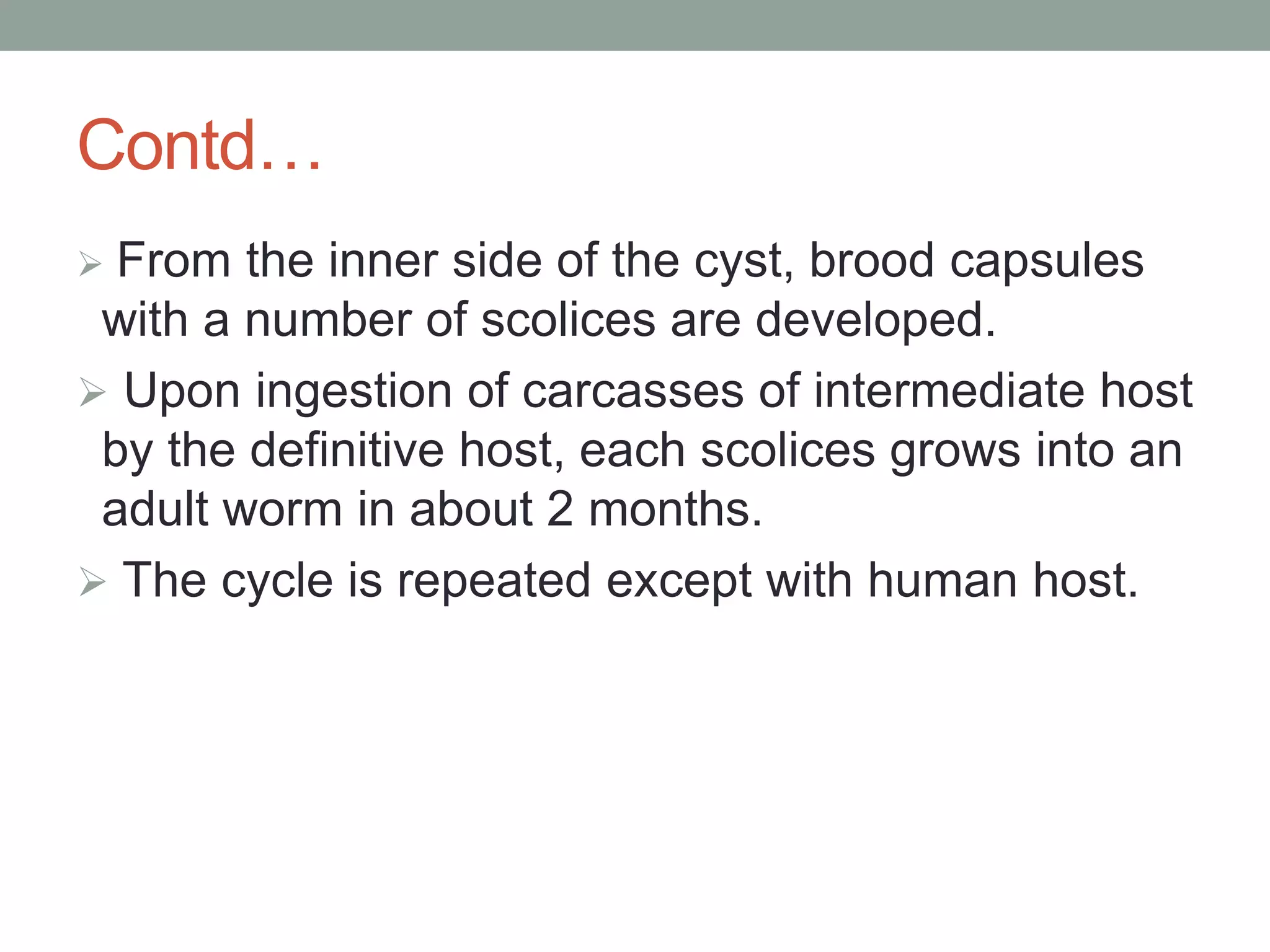 Echinococcus granulosus dog tapeworm | PPTX