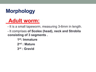 Echinococcus granulosus dog tapeworm | PPTX