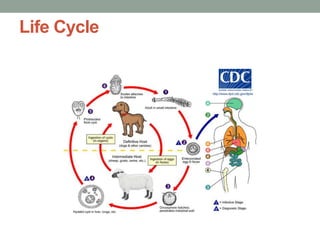 Dog Tapeworm Life Cycle