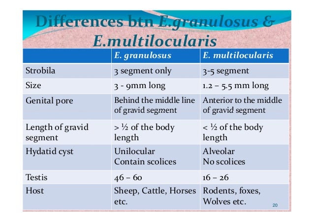 Echinococcus species