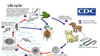 Echinococcus sps and spirochetes spp ptx. | PPTX