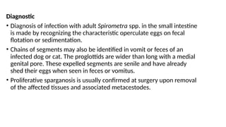 Echinococcus sps and spirochetes spp ptx. | PPTX