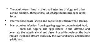 Echinococcus sps and spirochetes spp ptx. | PPTX