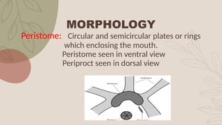 echinodeata and it's significant in geology | PPT