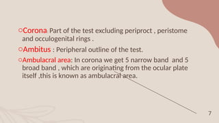 echinodeata and it's significant in geology | PPT