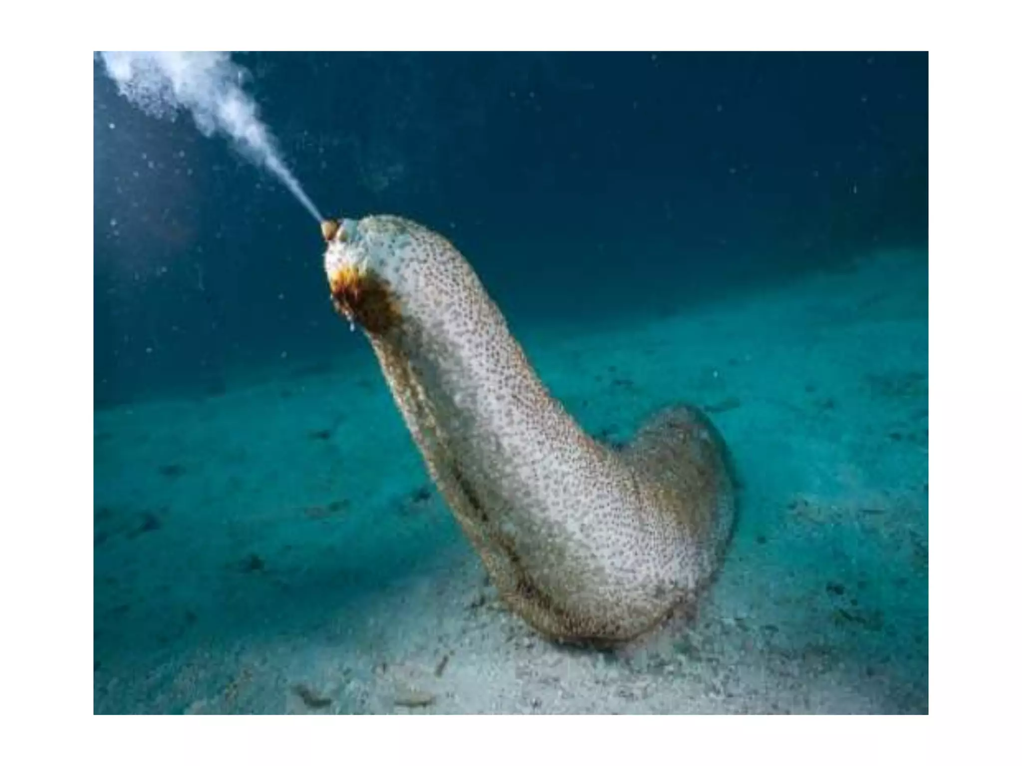 sea cucumber aquaculture | PPTX