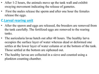 sea cucumber aquaculture | PPTX