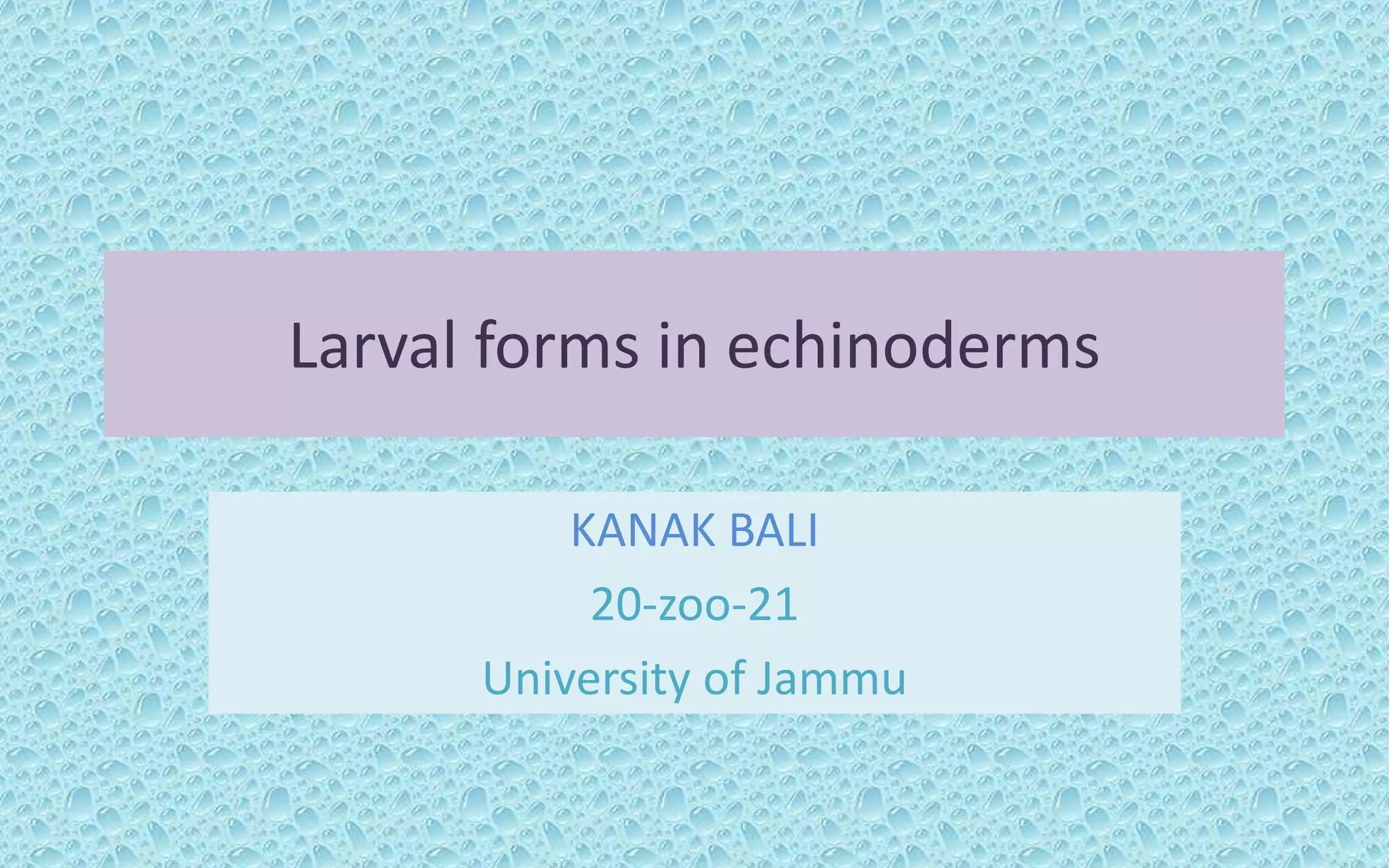 Larval forms in echinoderm.pptx