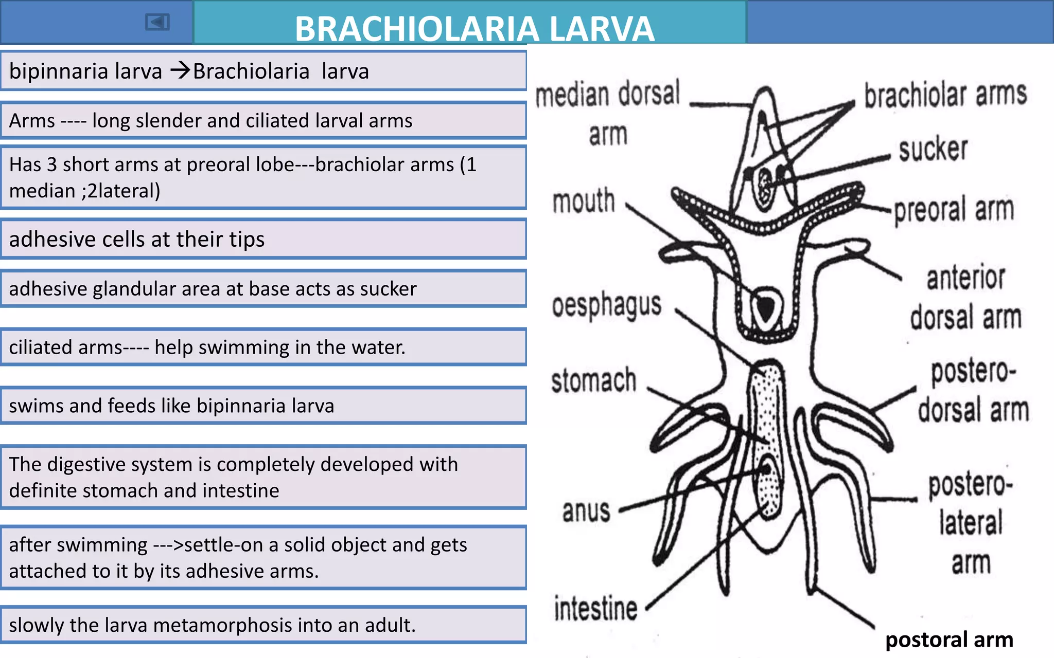 Larval forms in echinoderm.pptx