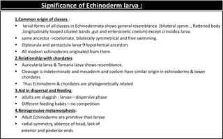 Larval forms in echinoderm.pptx