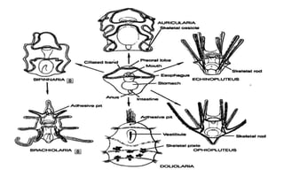 Larval forms in echinoderm.pptx