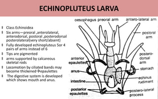 Larval forms in echinoderm.pptx