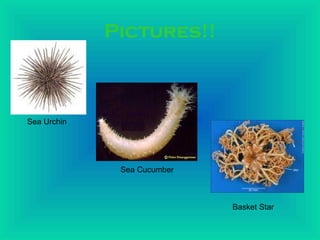 Echinodermata | PPT | Fish and Aquariums | Pets