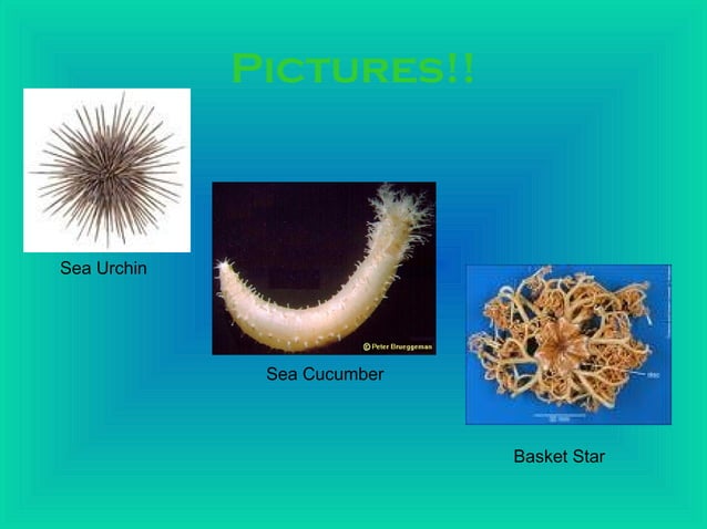 Echinodermata | PPT | Fish and Aquariums | Pets