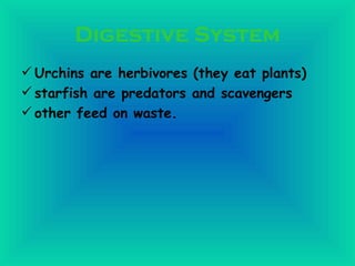 Echinodermata | PPT