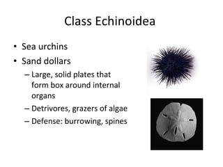 Echinodermata | PPT