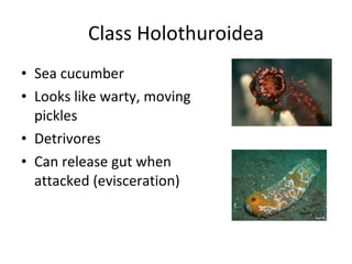 Echinodermata | PPT