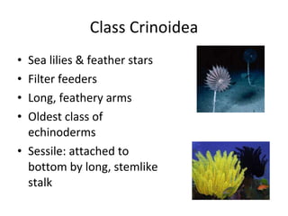 Echinodermata | PPT