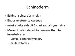 Echinodermata | PPT