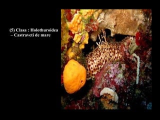 Echinodermata | PPS