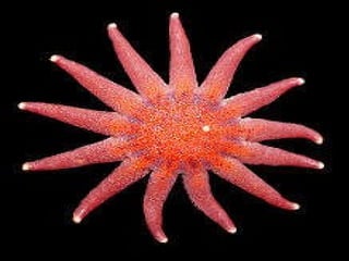 Echinodermata | PPS